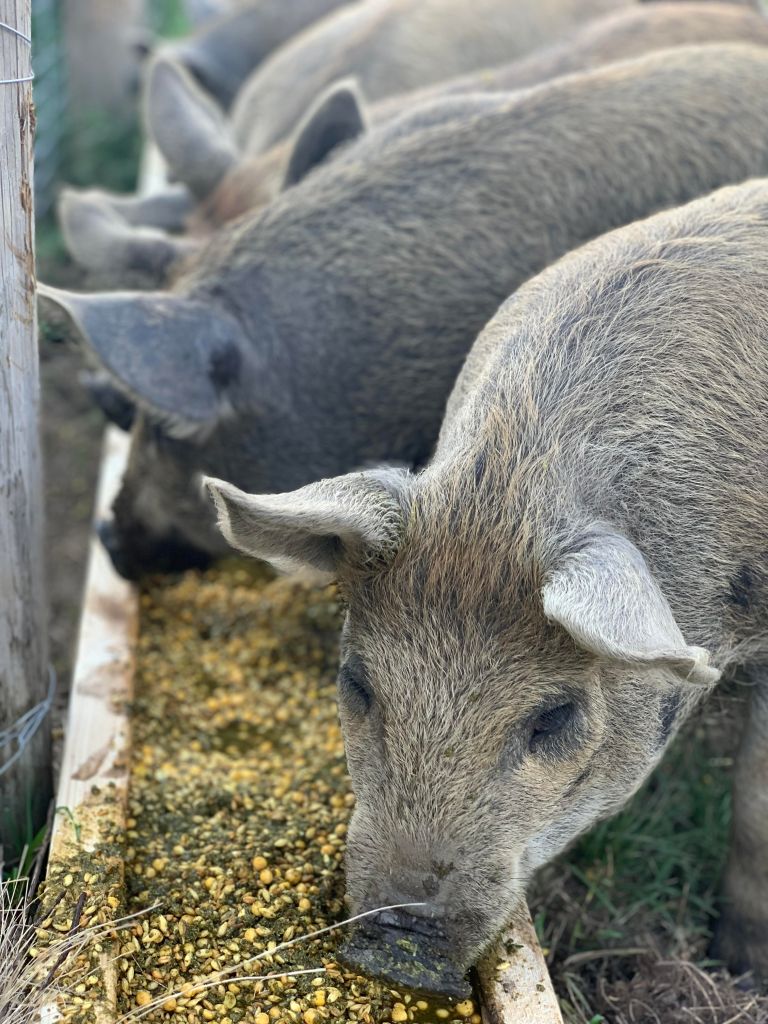 Whole and Half Hogs Available - StrongHeart Farms | Twin Cities CSA
